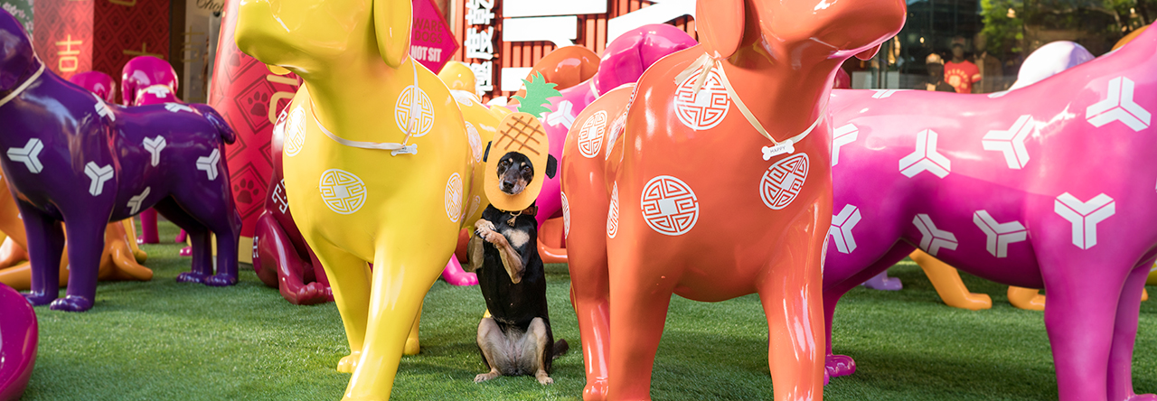 Here's 8 Dogs Celebrating the Year of the Dog this CNY - We live in a flat